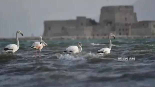 Φλαμίνγκο κάνουν βόλτα στο Ναύπλιο (βίντεο) - monopoli.gr